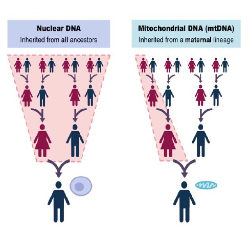 ID-CELL FORENSICS - Tech Detail-mtDNA